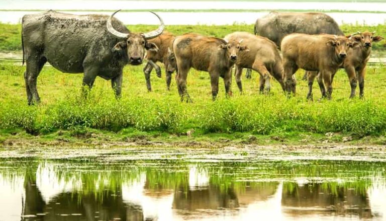 18 Famous Hindu Temples to Visit in Assam